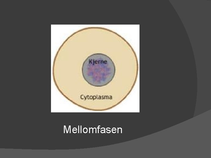 GENER OG ARV Innhold Kromosomer DNA Gener Arv