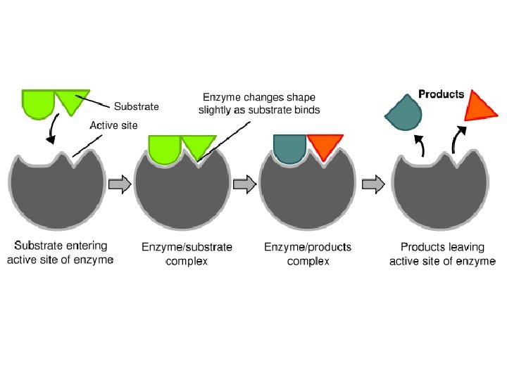 Biochemistry Chemicals of Life Important elements in Biology