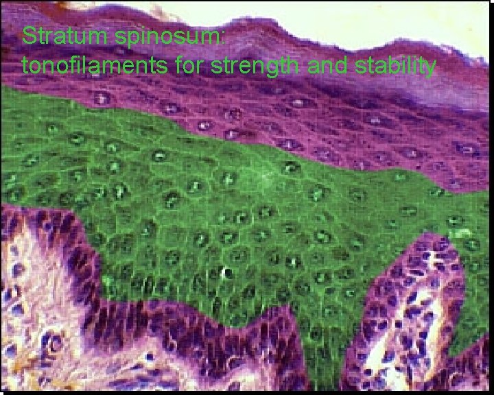 Skin Body Membranes Chapter 4 Classification of Body
