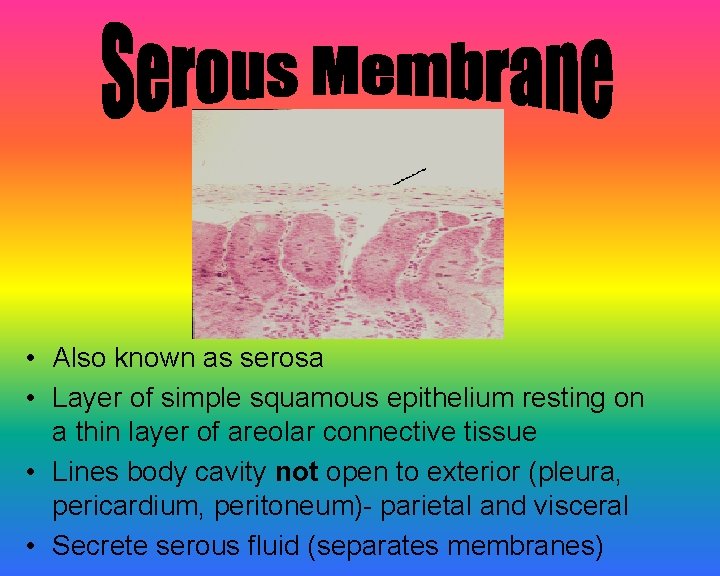 Skin Body Membranes Chapter 4 Classification of Body