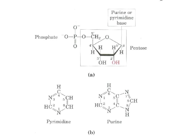 Metabolism of nucleic acids the structure function The