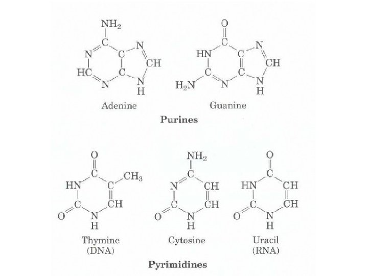 Metabolism of nucleic acids the structure function The