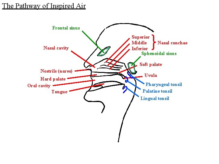 Respiratory System the system for exchanging gases between