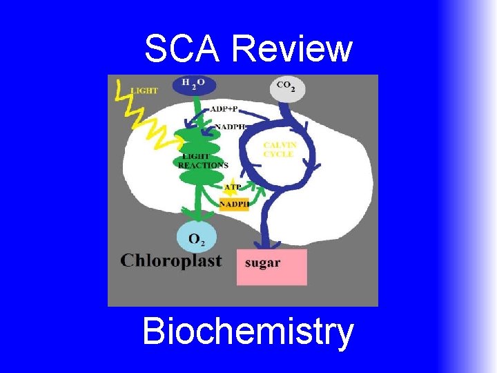 SCA Review Biochemistry SCA Review Biochemistry This is