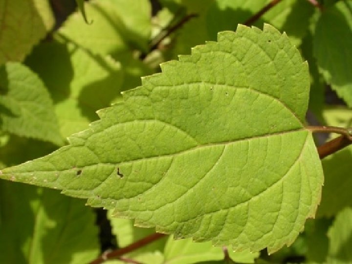 Blad En van de plantendelen op de stengel
