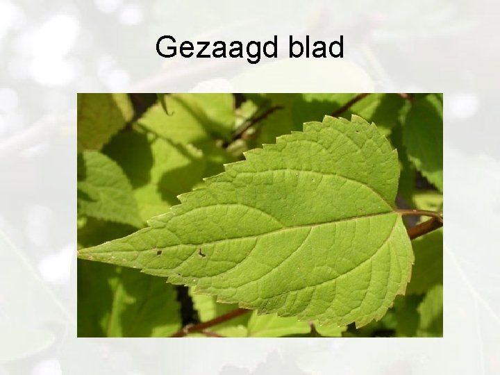 Blad En van de plantendelen op de stengel