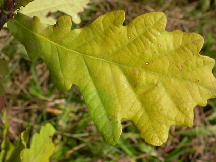 Blad En van de plantendelen op de stengel