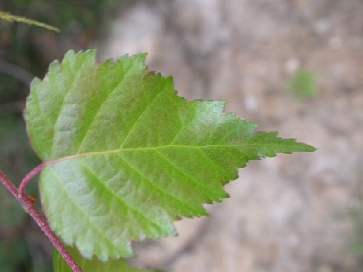 Blad En van de plantendelen op de stengel