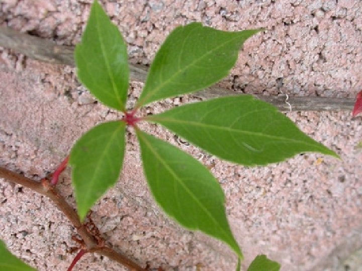 Blad En van de plantendelen op de stengel