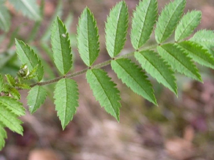Blad En van de plantendelen op de stengel