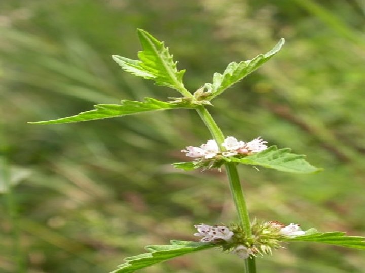 Blad En van de plantendelen op de stengel