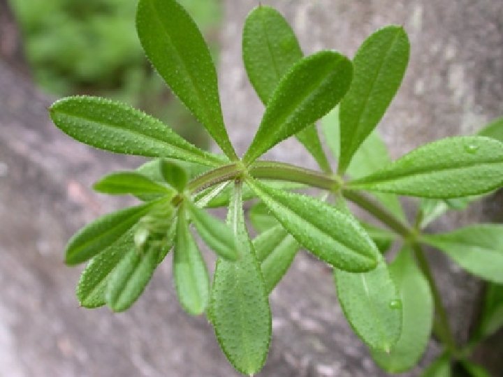 Blad En van de plantendelen op de stengel