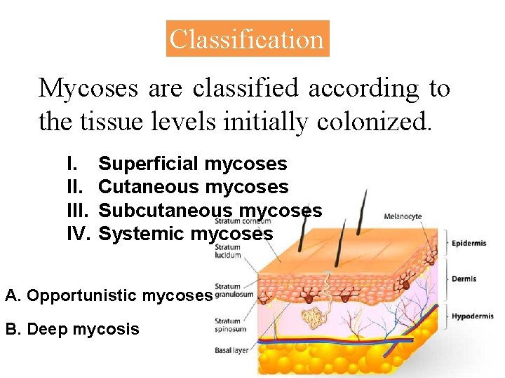 CANDIDA Spp Classification Mycoses are classified according to
