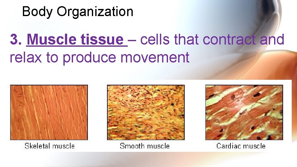 Body Organization Our bodies have millions of cells