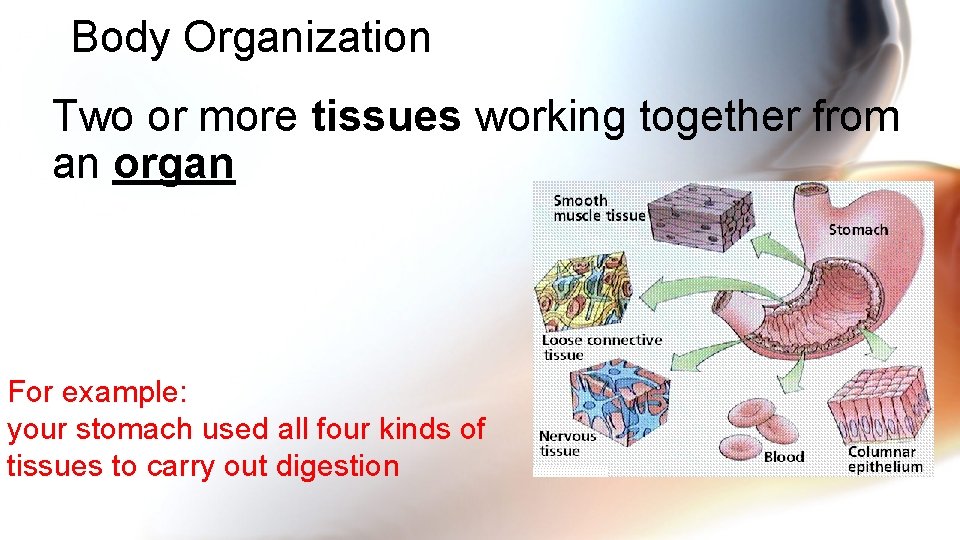 Body Organization Our bodies have millions of cells