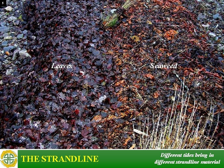 lecture resources Bringing ecology to life ECOLOGY OF