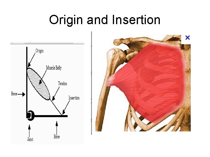 Muscular System Review Origin and Insertion Parts of
