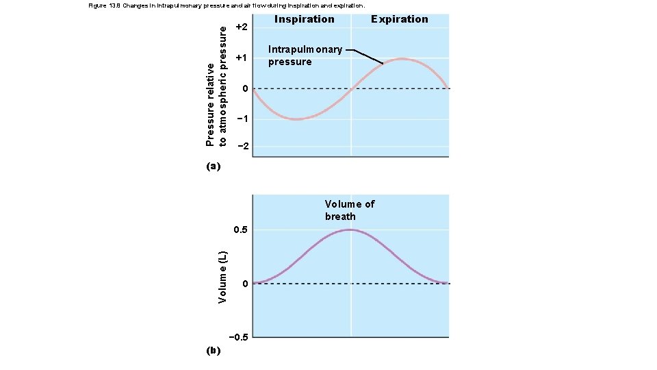 Mechanics of Breathing Pulmonary Ventilation Completely mechanical process