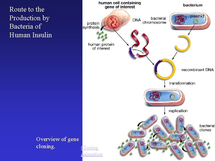 Biotechnology Dolly and surrogate Mom Genetically modified rice
