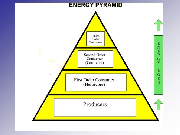 Energy Flow Through an Ecosystem Food Chains Food