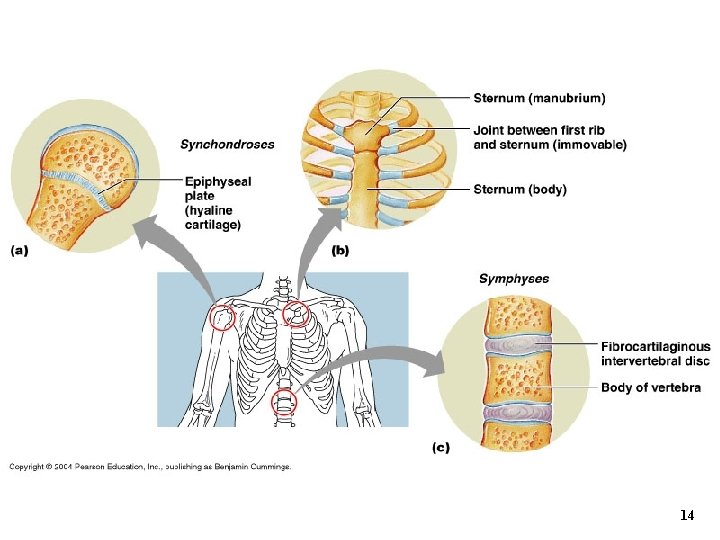 Human Anatomy Physiology FIFTH EDITION Elaine N Marieb