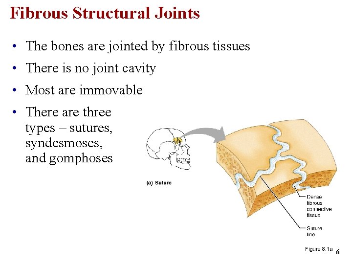 Human Anatomy Physiology FIFTH EDITION Elaine N Marieb