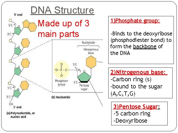 4 1 Cell Division and Genetic Material SBI