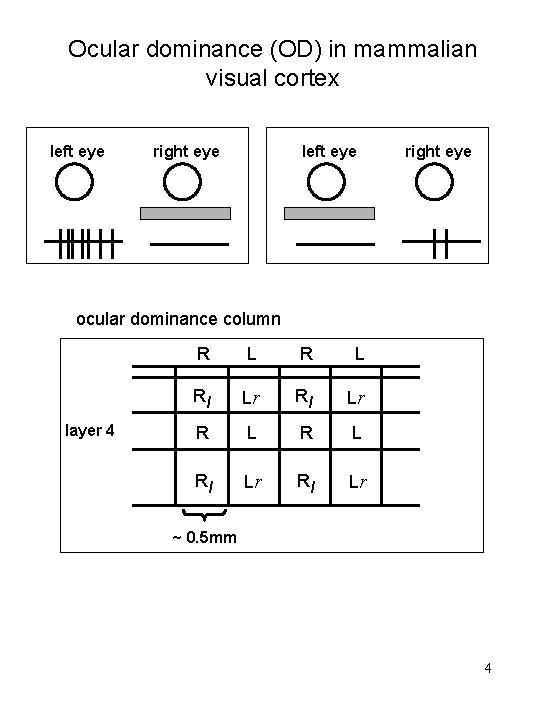 Activitydependent Development Nature vs Nurture Development of ocular