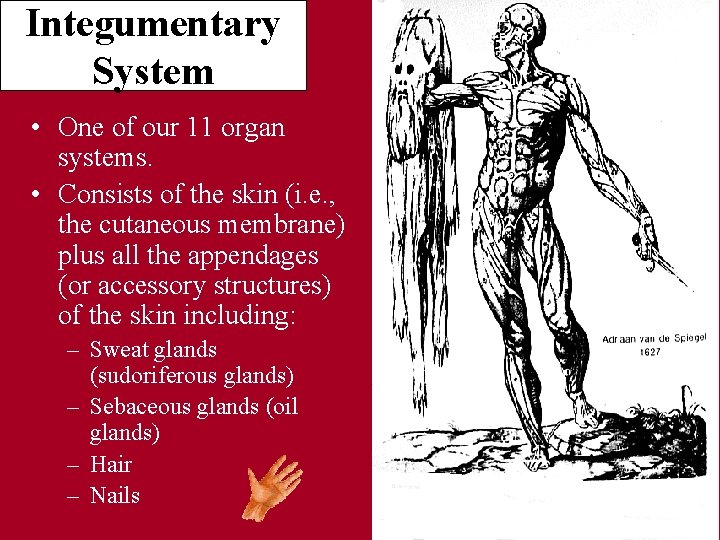 Integumentary System One of our 11 organ systems