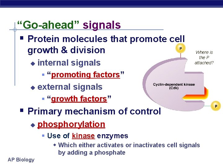 Regulation of Cell Division AP Biology 2006 2007