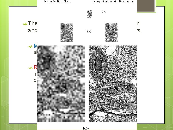 The Compound Light Microscope Parts of the light