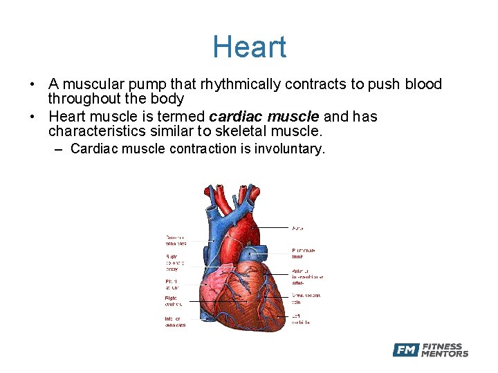 Chapter 3 The Cardiorespiratory System Objectives Following this