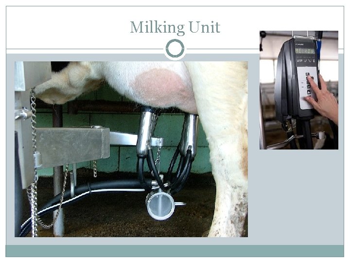 The Dairy Industry AGRISCIENCE Dairy Enterprises Cows must