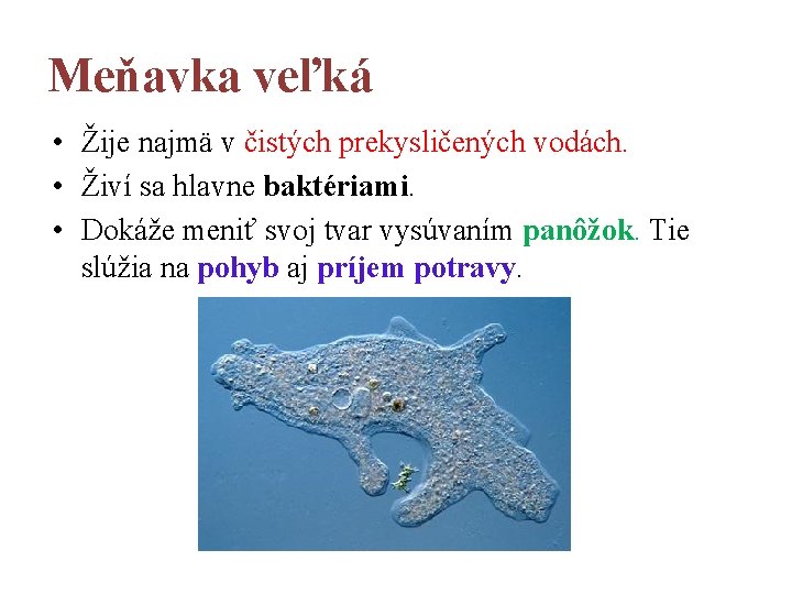 Jednobunkov organizmy Mgr Veronika Baovinov Z Jna vermu