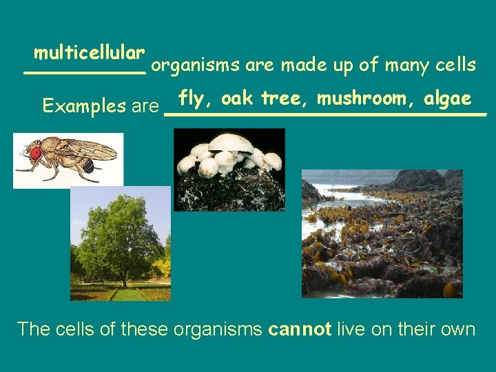 CELLS unicellular organisms are made up of just