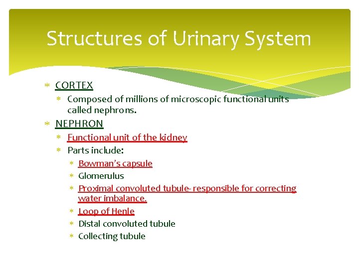 Urinary System Health Science 1 Structures of Urinary