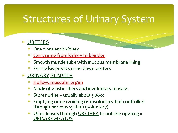 Urinary System Health Science 1 Structures of Urinary