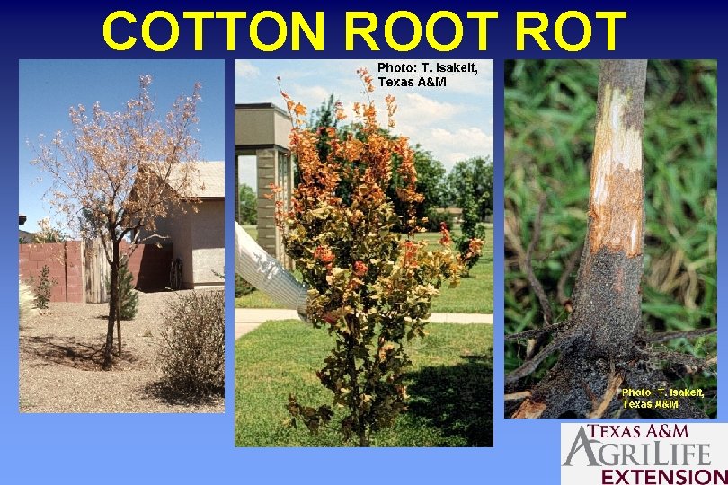 TREE SHRUB DISEASES OF TEXAS Compiled by THOMAS