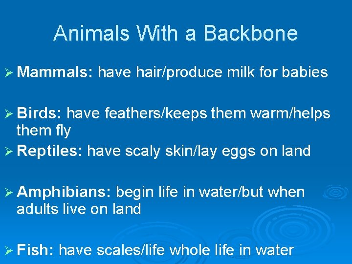 Chapter 6 Lesson 2 What are Vertebrates and