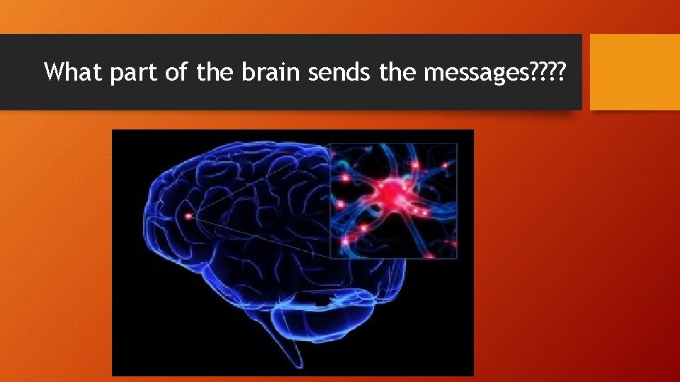 How does my brain interact with my bones