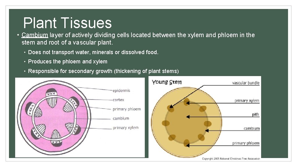 Warm up Describe the parts of the plant