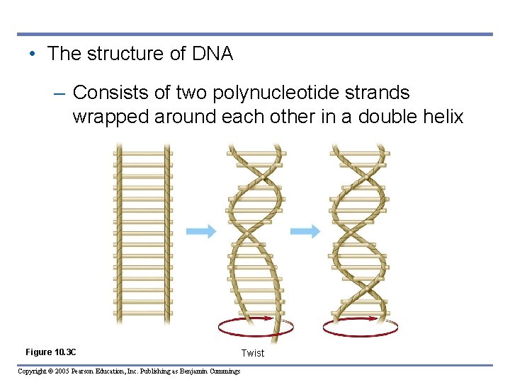 Chapter 10 Molecular Biology of the Gene Power