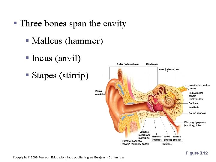 8 Special Senses PART B Power Point Lecture