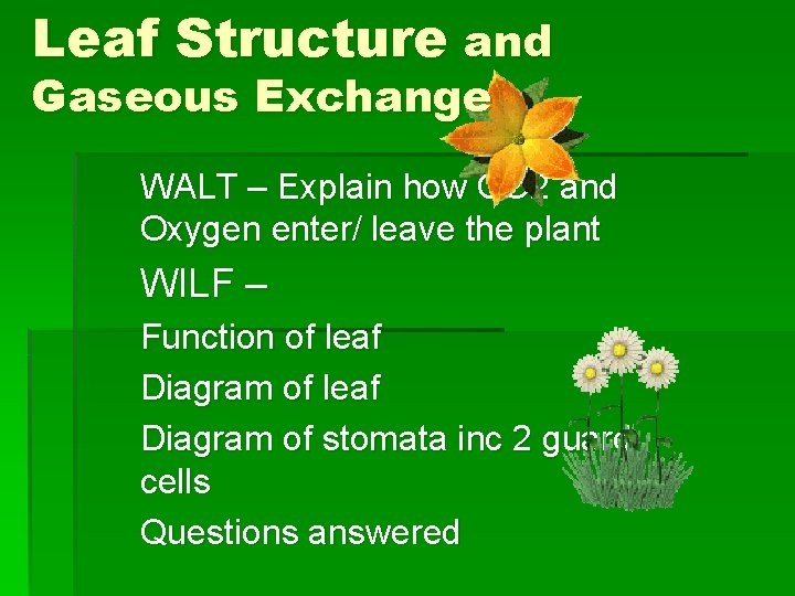 Leaf Structure and Gaseous Exchange WALT Explain how