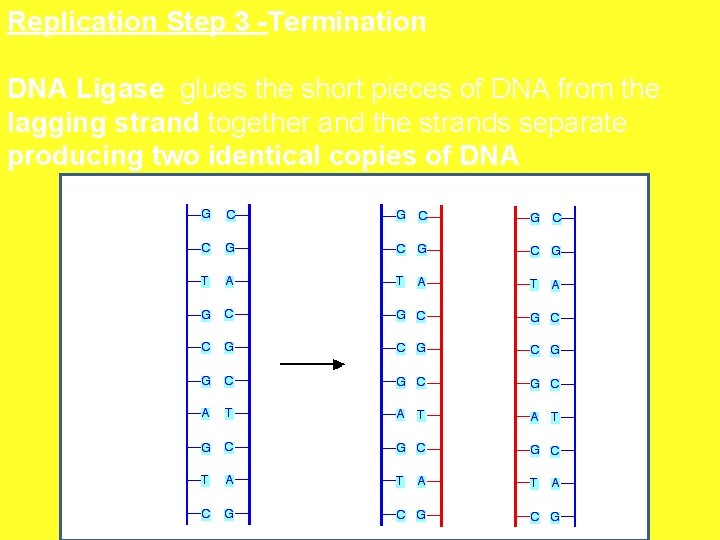 BIOLOGY DNA A DNA Structure Review DNA Deoxyribose