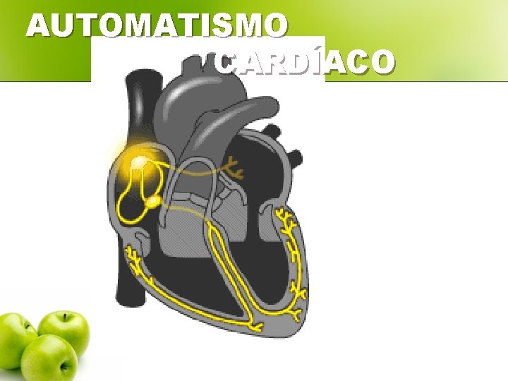 SISTEMA CIRCULATORIO SANGRE l CORAZN l VASOS SANGUNEOS