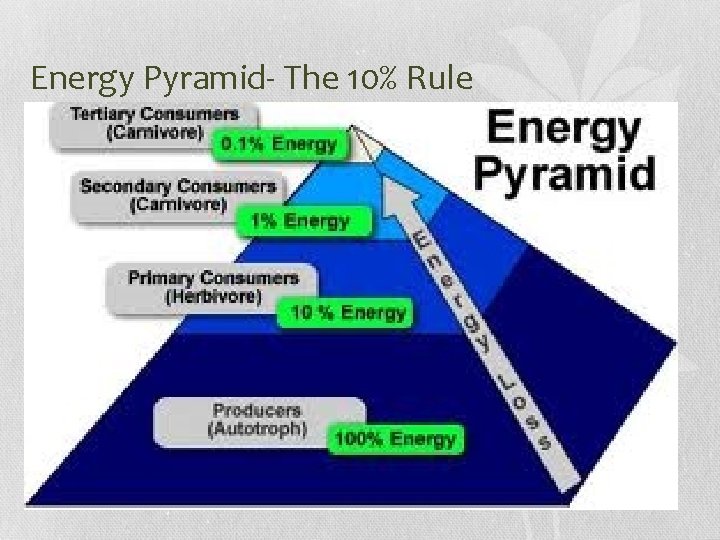 ENERGY FLOW AND ECOSYSTEMS Food chains webs and