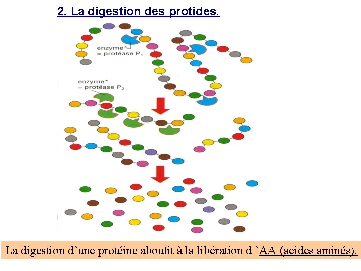 Chapitre 2 Des aliments aux nutriments Les nutriments