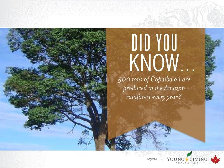 COPAIBA Copaifera Reticulata COPAIBA Source Plant Copaifera Reticulata