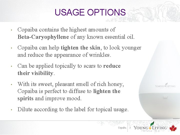 COPAIBA Copaifera Reticulata COPAIBA Source Plant Copaifera Reticulata